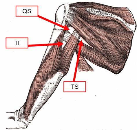 Quadrangular Space, Triangular Space, Triangular Interval - Anatomy - Orthobullets